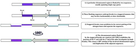 Standard Schematic Representation Of The Origin Of Chromosomal Download Scientific Diagram
