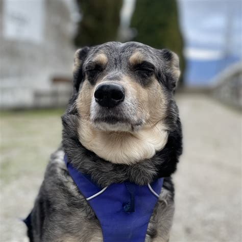Mi Perro Está Frustrado El Uso Del No En Educación Canina Ulises Y Argos