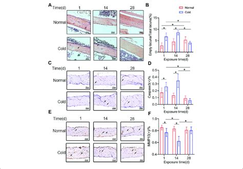 Cold Exposure Induces Osteocytes Apoptosis A Representative