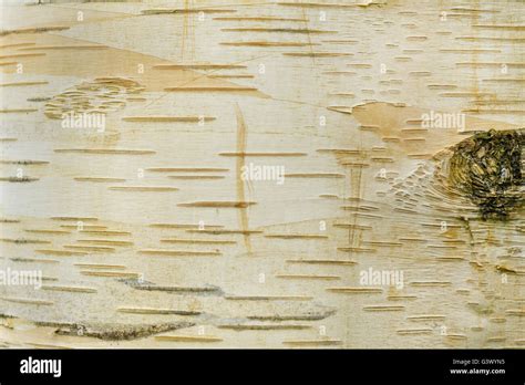 Birch Tree Texture Stock Photo Alamy