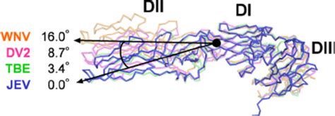 Comparison Of E Protein Di Dii Hinge Angles The Di Dii Hinge Angle Of