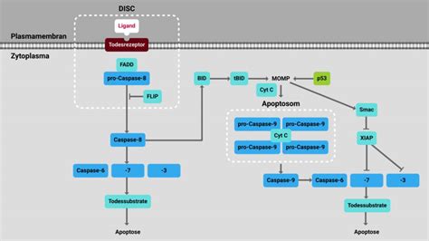 Apoptose Fileapoptosis Hebrewpng Wikimedia Commons