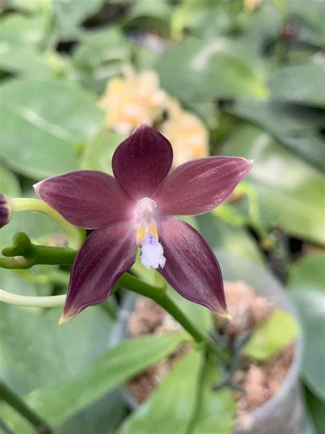 Phalaenopsis Tetraspis Var Imperatrix Blue Grey X Dark Coffee