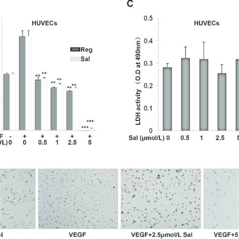 Sal Inhibits Vegf Induced Cell Growth In Huvecs A Both Sal And