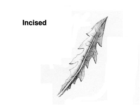 Ppt Leaf Structure Powerpoint Presentation Free Download Id1001585