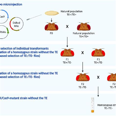 Crossing Scheme After Injection To Obtain A Homozygous Crisprcas9
