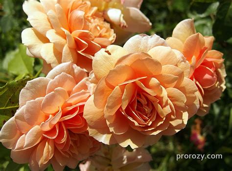 Grace - фото и описание розы | prorozy.com