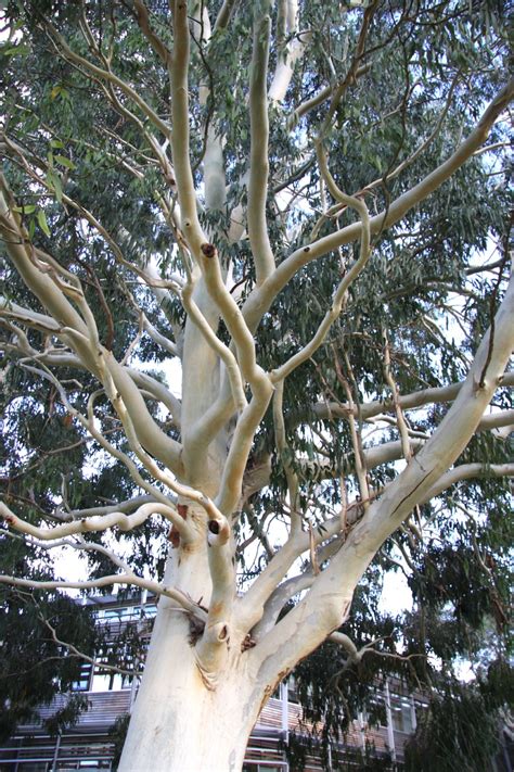 Eucalyptus Dalrympleana Pan Global Plants
