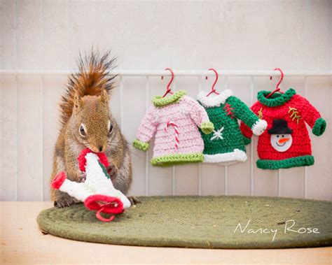 Cute Photographs Of A Backyard Squirrel Doing Human Things Petapixel