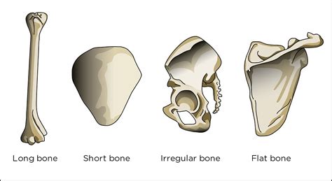 Bone Types Illustration Used In Gr 4 6 Natural Sciences An… Flickr