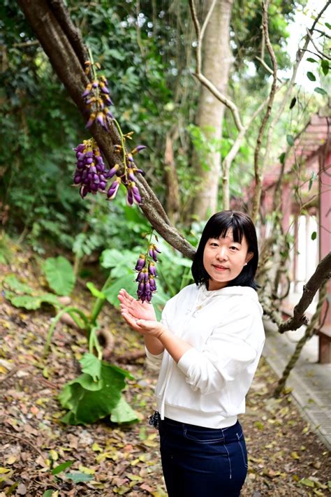 在春天里溜溜自己 东莞清溪大王山可惜了一山的禾雀花 小鱼滋味