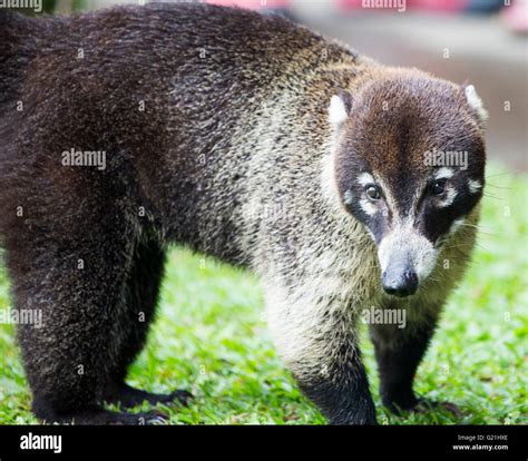 White Nosed Coati Nasua Narica Near Vulcan Arenal Costa Rica