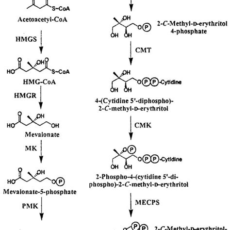 PDF Isoprenoid Biosynthesis The Evolution Of Two Ancient And
