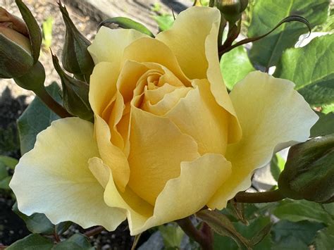 バラ色の気分に！ マルセイユタロット ヒーラー マリアン ブログ