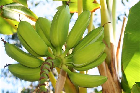 Sucos Funcionais Para Todos Os Gostos