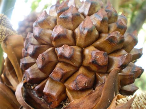 Pohon Nipah