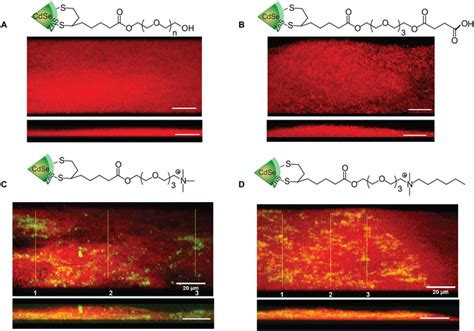 Nanomaterials For Fighting Multidrug Resistant Biofilm Infections Bme
