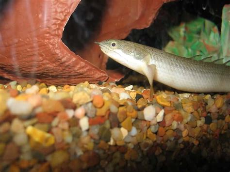 Bichir Care 101 Tank Mates Diet Size Types Etc