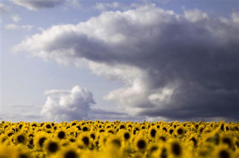 Explore Stunning Flower Fields In Massachusetts