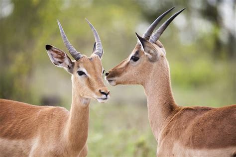 Close Up Of Two Springbuck Stock Image Image Of Bush 206016767