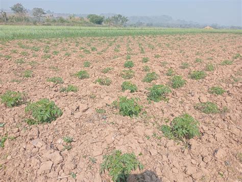 မိုးနဲမြို့နယ်၌ ခရမ်းချဥ်သီးများ စျေးကောင်းရ၍ ထပ်မံစိုက်ပျိုးလာ