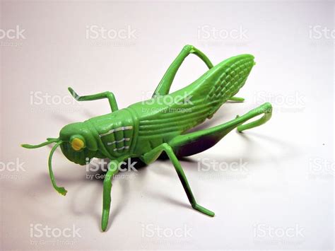 Large Isolated Plastic Grasshopper