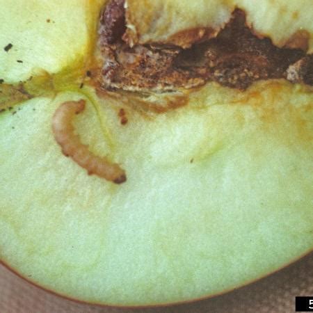 Codling Moth Solvepest