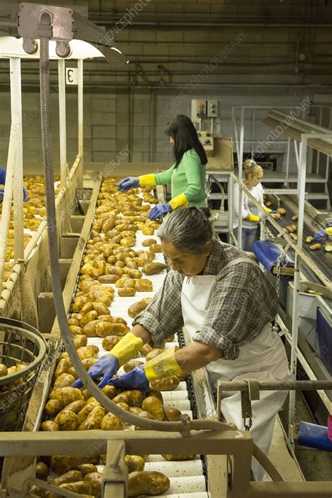 Potato Processing Plant Idaho Usa Stock Image C0260804 Science