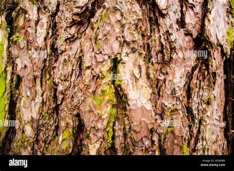 Bark And Moss Wooden Texture Background Brown And Green Tree Bark