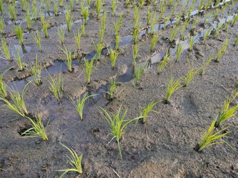 Rice Seeds In The Fields Stock Image Image Of Farm 258617067