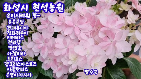 화성시현석농원 꽁꽁 얼어버린 12월의첫날별수국쿠션푸쉬겹패츄니아분홍용담아이비제라늄아젤리아이메리스겹크리스마스로즈