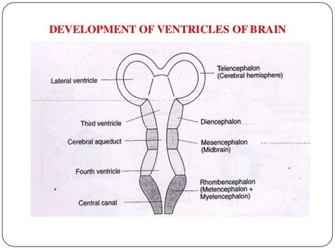Embryology Of Brain New
