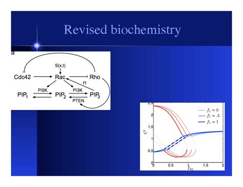 Diffusion Reaction And Biological Pattern Formation Continued 3 Of 3
