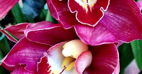 Orchid Imgur