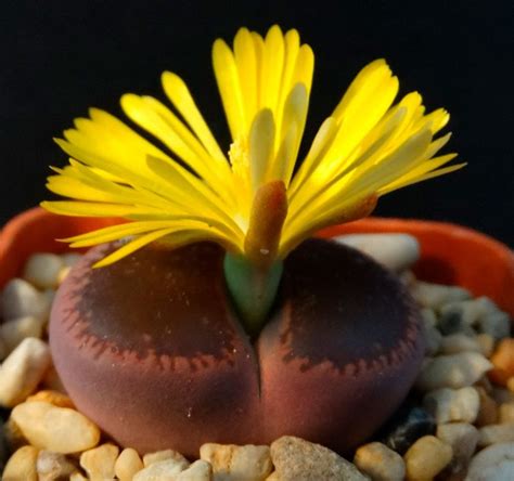Lithops Living Stones Photo Care Species Description Propagation Indoor Plant Rich