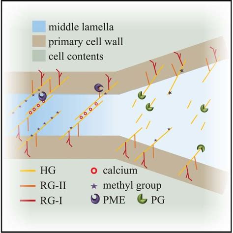 Pdf How To Let Go Pectin And Plant Cell Adhesion