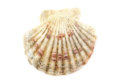 Seashell Hermoso Aislado En El Fondo Blanco Imagen De Archivo Imagen