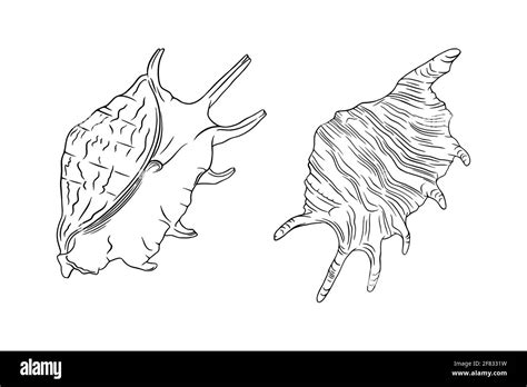 Conch Seashell Sketches Tropical Reef Shell Isolated In White Background Engraved Vector