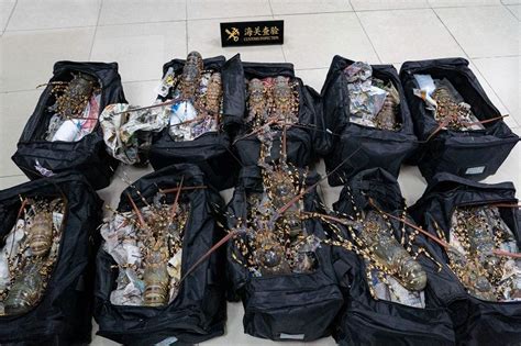 港珠澳大桥海关连续查获两起跨境客车司机违规携带鲜活龙虾进境案