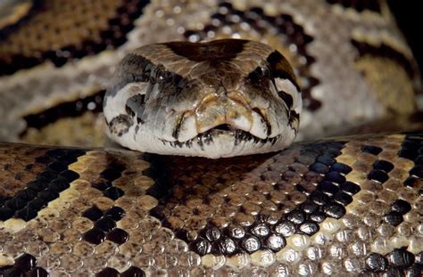 One Third Of Popular Pypi Packages Mistakenly Flagged As Malicious R
