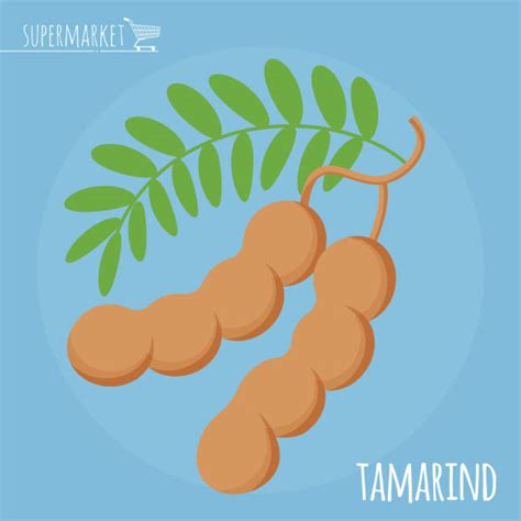 Tamarind Illustrations Royalty Free Vector Graphics And Clip Art Istock
