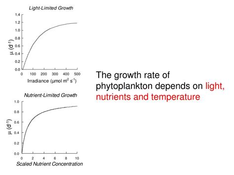 Ppt Primary Productivity And Phytoplankton Growth Powerpoint