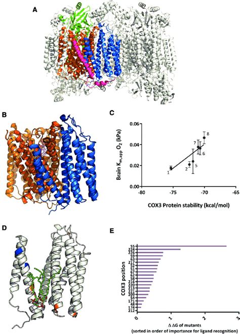 A Structure Of Whole Cox Enzyme Bovine Heart 3abm Pdb Structure