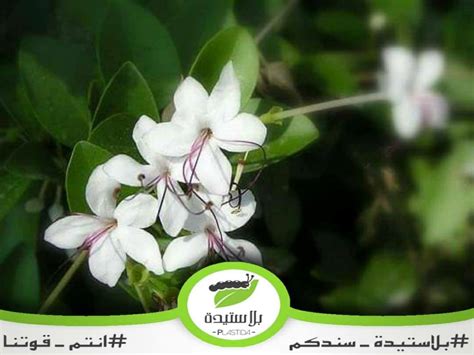 ‫نبات الياسمين الزفر Clerodendron بلاستيدة Plastida Facebook‬