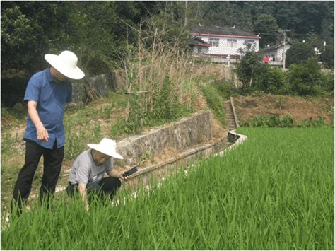 二坊坪镇农业技术人员到田间为水稻禾苗长势把脉 病虫害