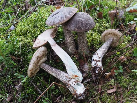 CROmushrooms Rod Leccinum