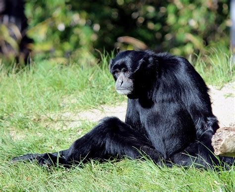 Apeanimalwildzoofree Pictures Free Image From
