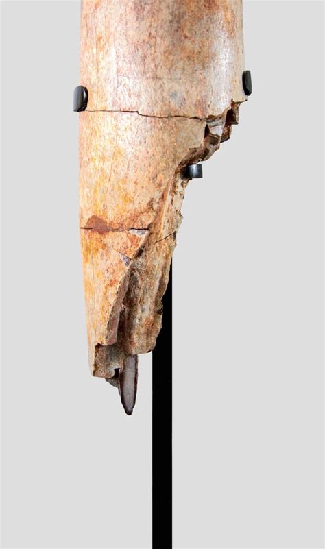 Fossil Spinosaurus Dinosaur Tibia 2 3ft