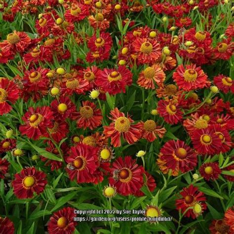 Sneezeweed Helenium Autumnale Mariachi™ Ranchera