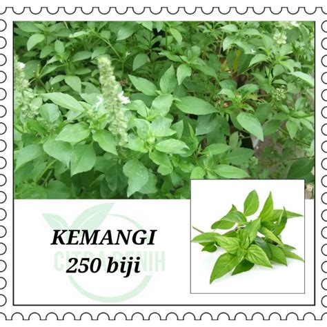 Jual 250 Biji Benih Daun Kemangi Lalap Komangi Shopee Indonesia